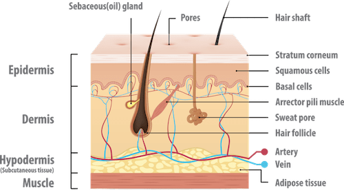 Skin Structure And Functions Malak Natural